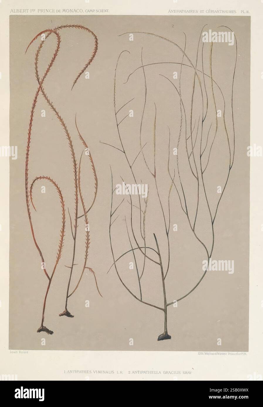 Cerianthaires hi-res stock photography and images - Alamy