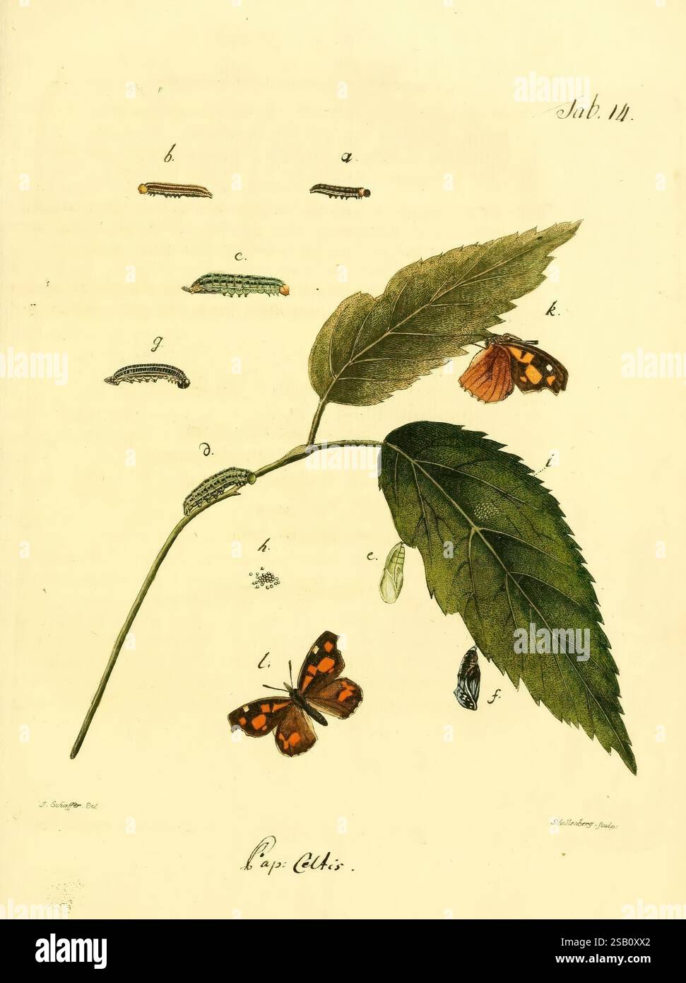 Butterflys life cycle alongside hi-res stock photography and images - Alamy