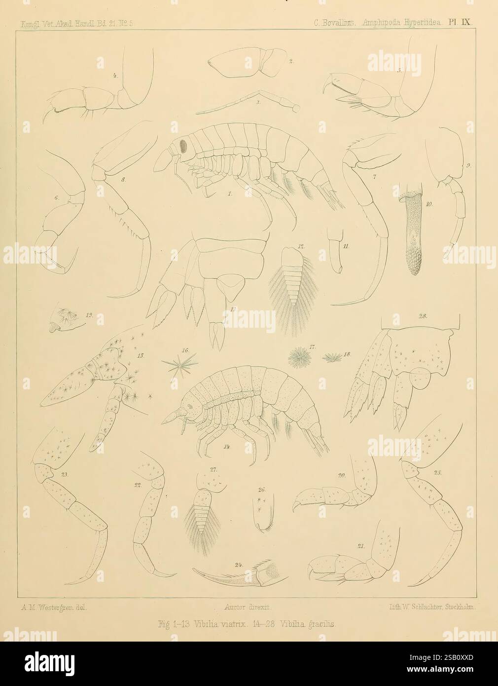 Contributions to a monograph of the Amphipoda Hyperiidea, 1887-89 ...