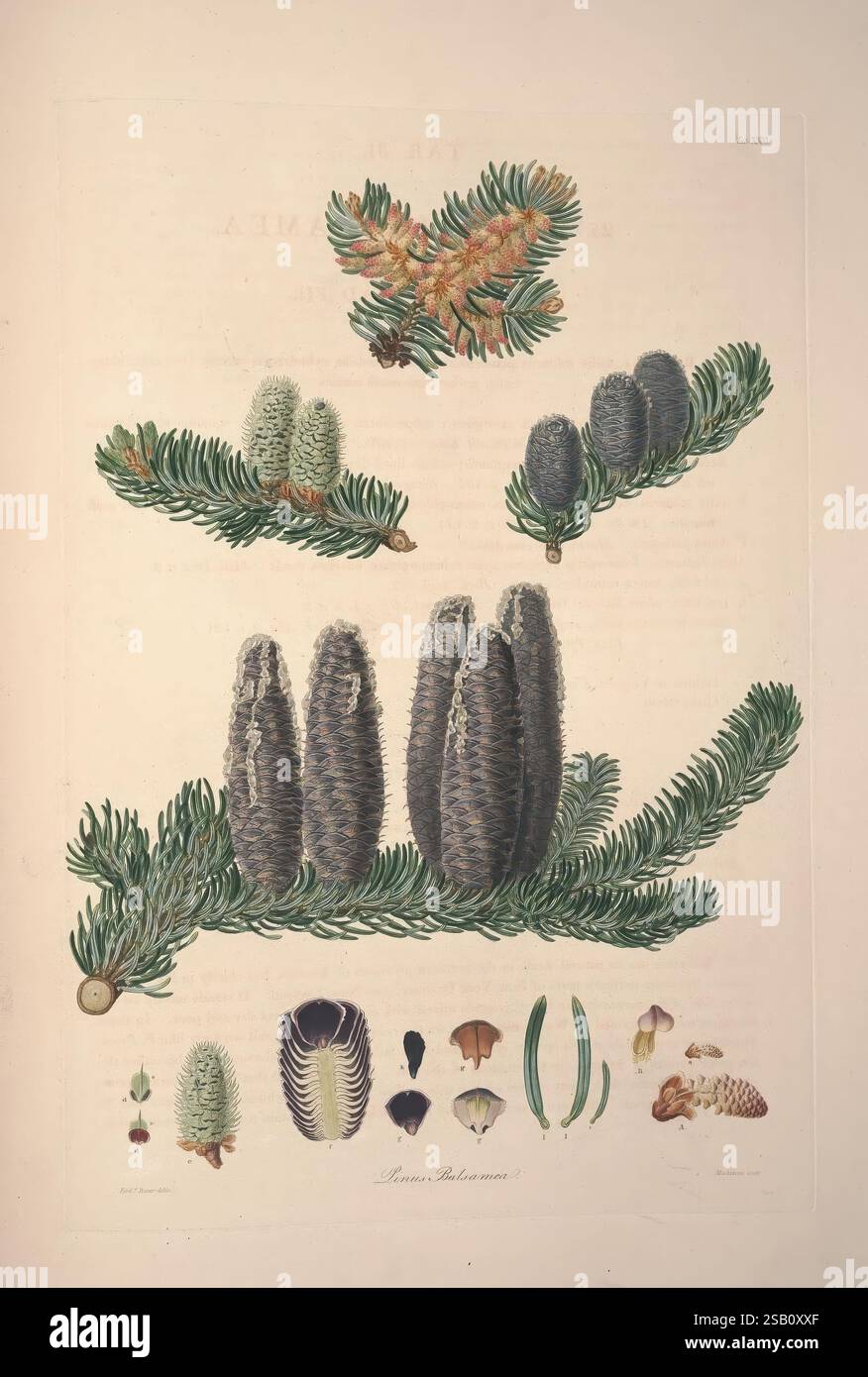 A description of the genus Pinus, London, J. White, 1803-1824, Pinaceae, Abies balsamea ...