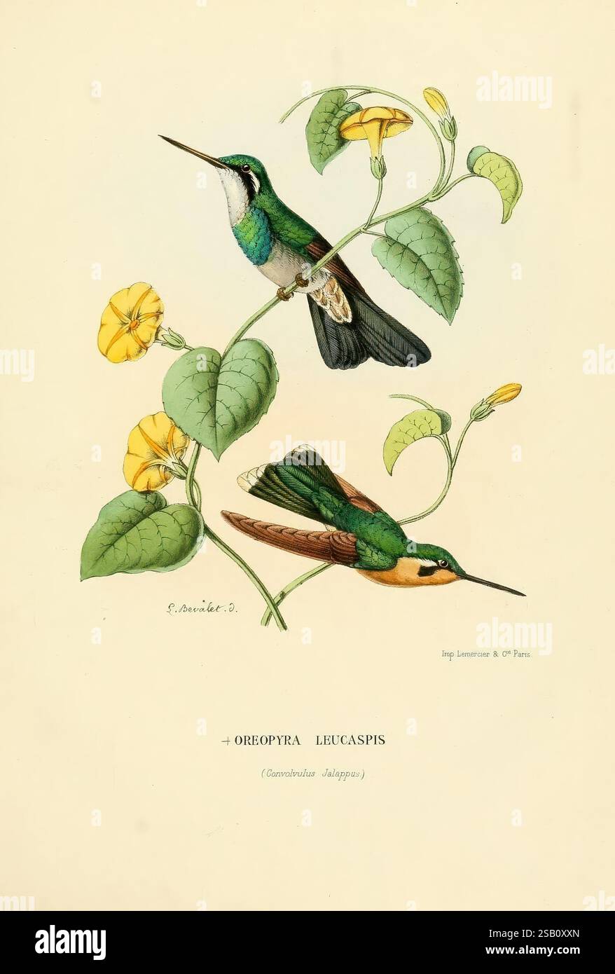 Artwork depicts two oreopyra leucaspis hummingbirds hi-res stock ...