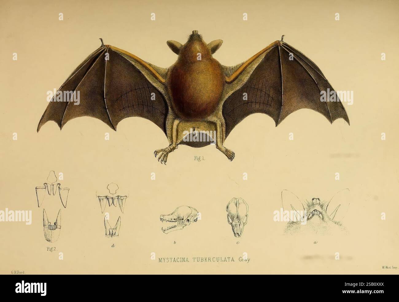Proceedings of the Zoological Society of London, London, Academic Press ...