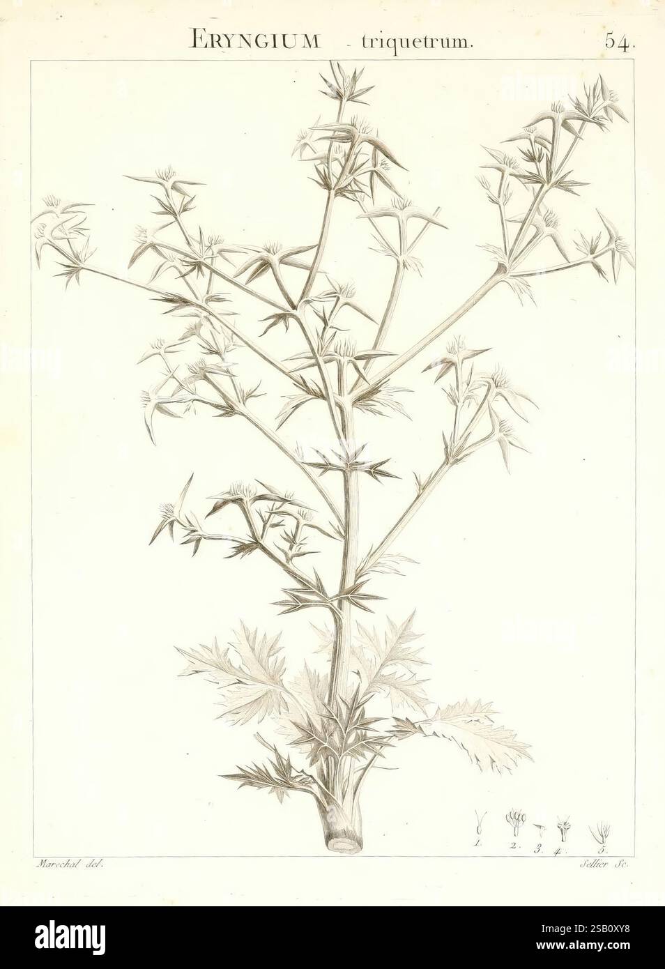 Triangular sea holly hi-res stock photography and images - Alamy