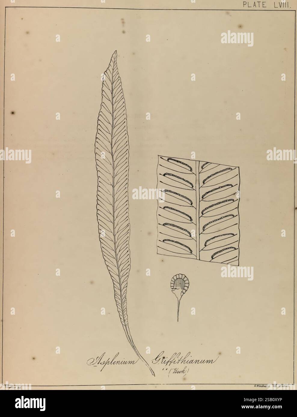 The ferns of British India, Madras, 1866, India, Pteridophyta, The ...
