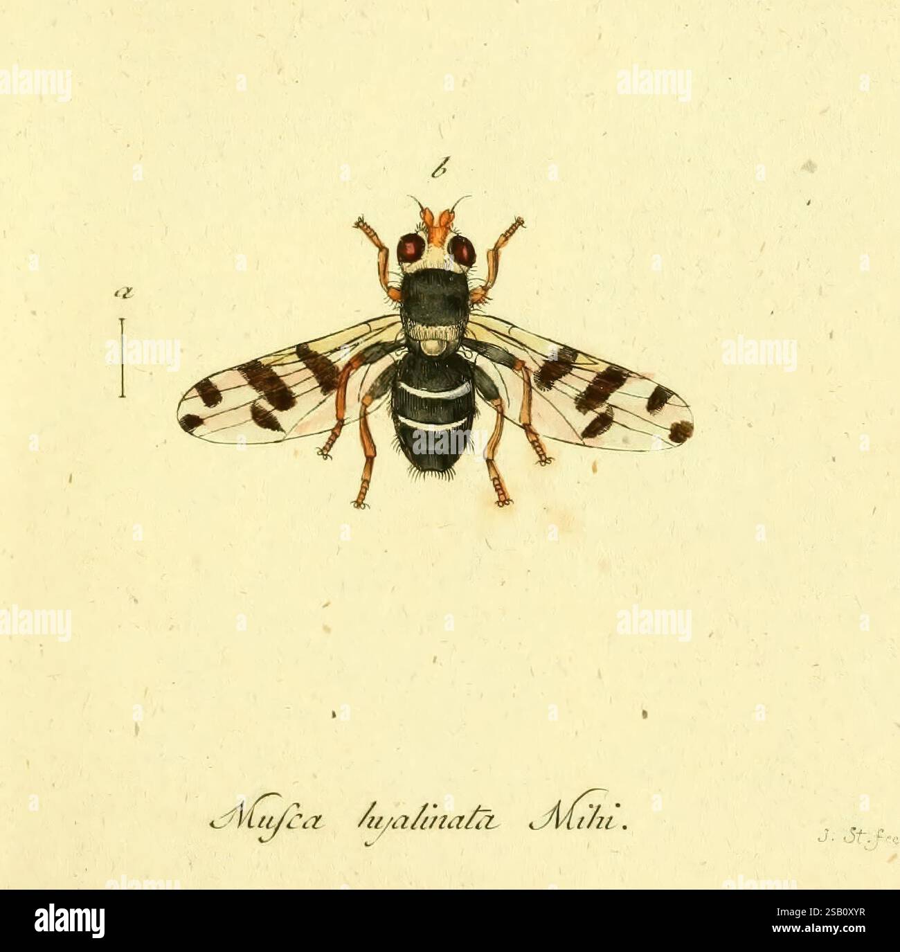 Fauna Germanica, Diptera, Nuremberg?, s.n, between 1793 and 1805 ...