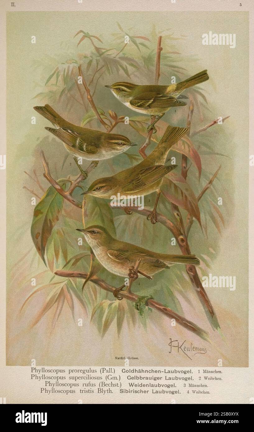 Naumann, Gera-Untermhaus, F.E. Köhler, 1897-1905 [v.1, 1905], birds ...