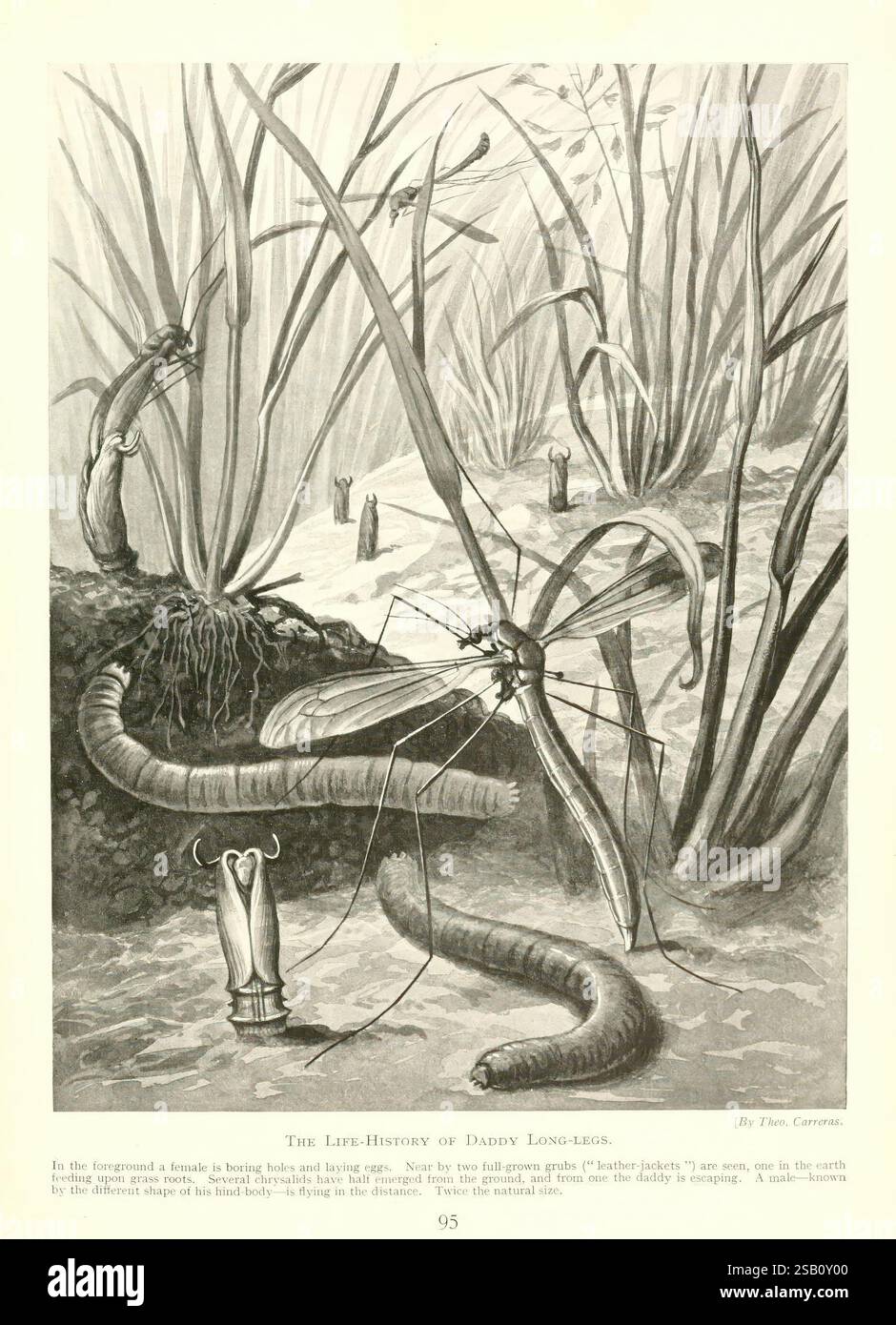 Marvels of insect life, New York, R. M. McBride, 1916, insects, long ...