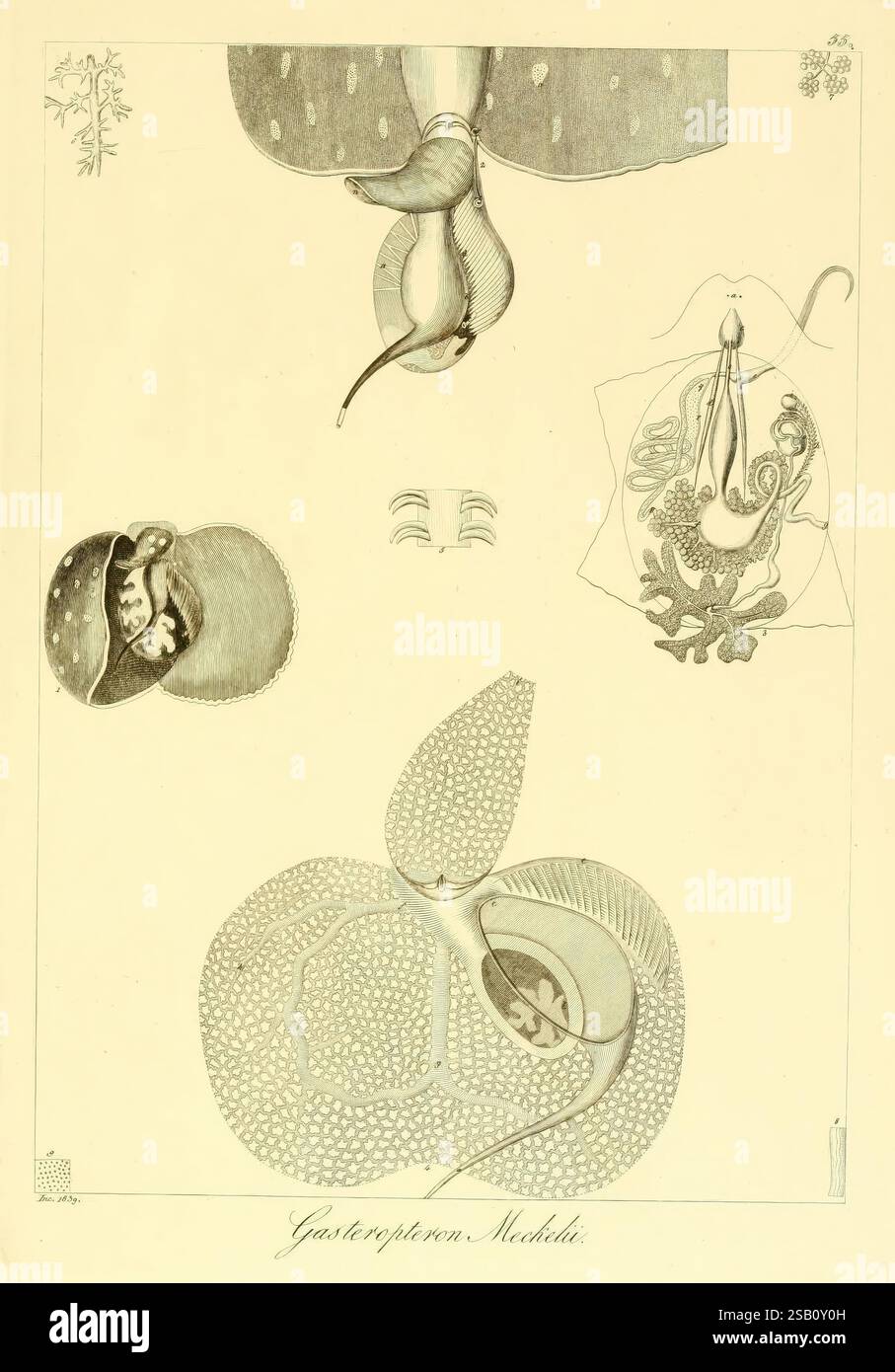 Descrizione, e, anatomia, degli, animali, invertebrati, della, Sicilia ...