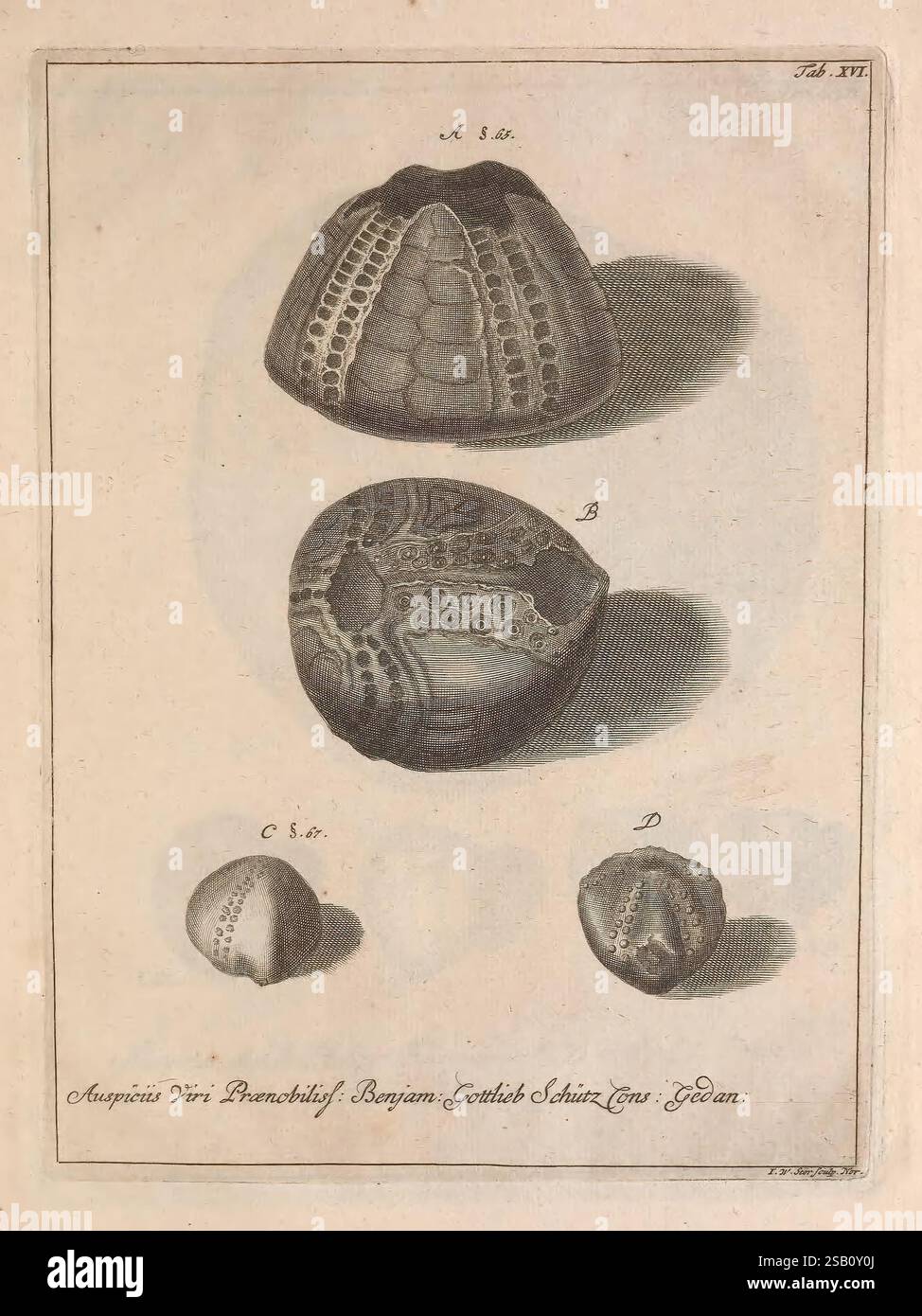 Specimen d stands hi-res stock photography and images - Alamy