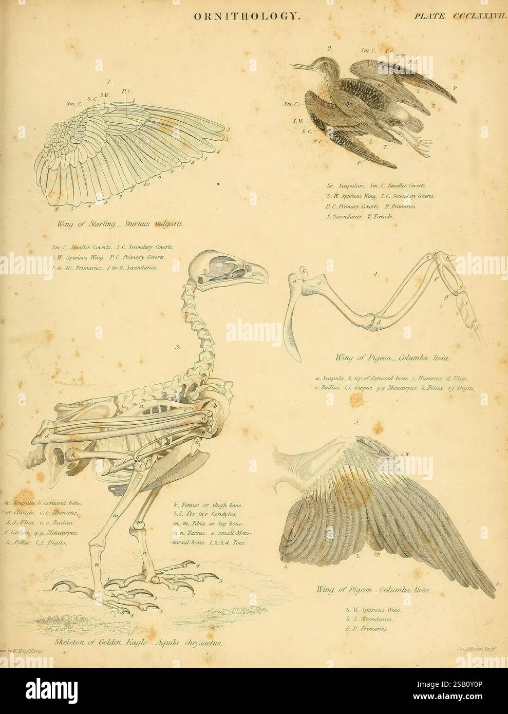Anatomical diagram illustrates hi-res stock photography and images - Alamy