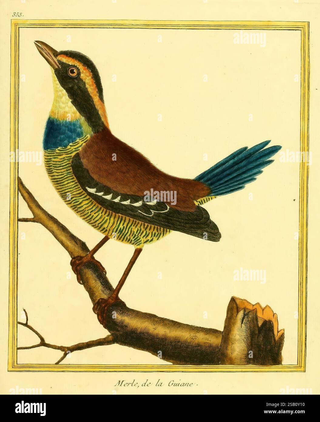 Pittacus gularis hi-res stock photography and images - Alamy