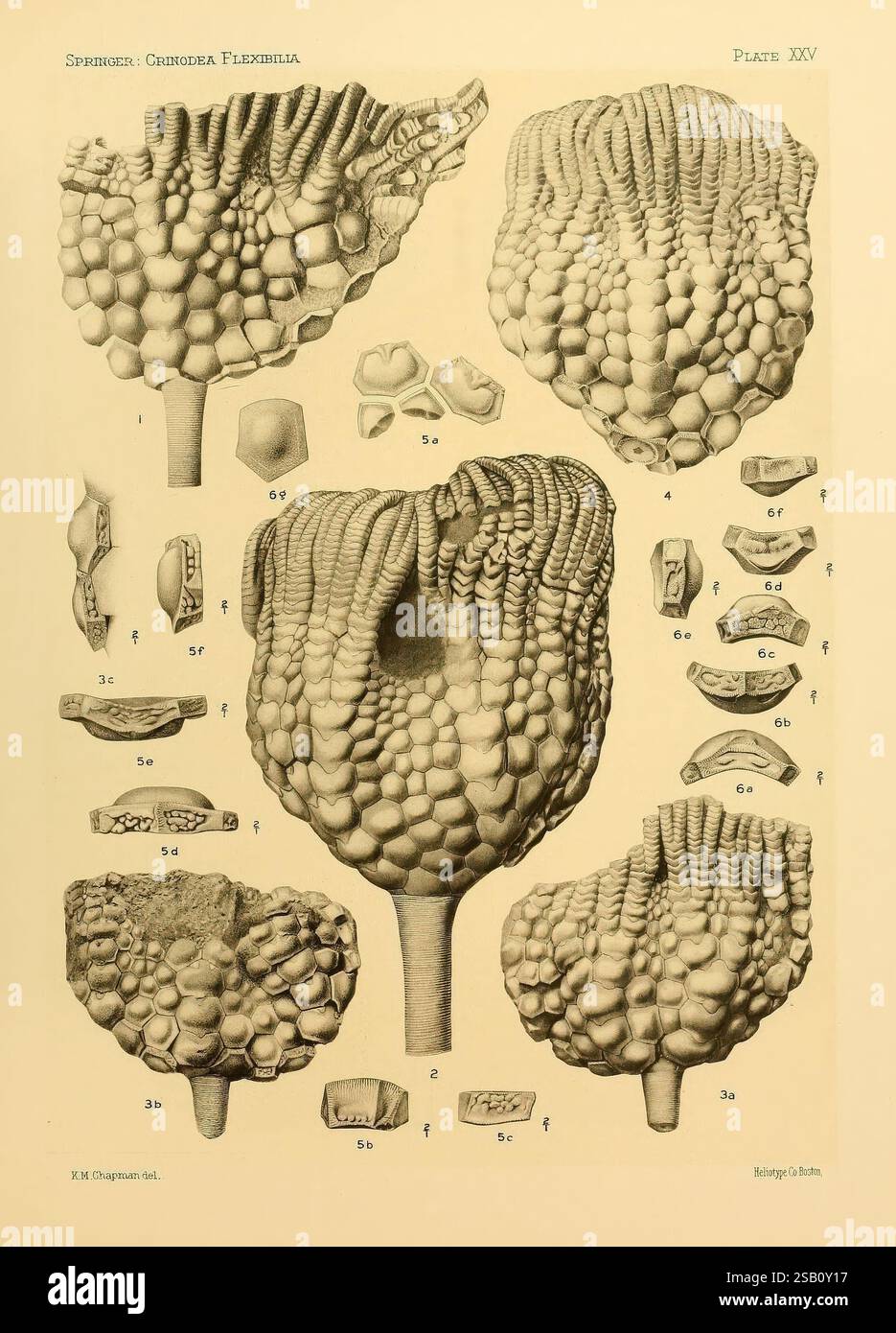 The Crinoidea flexibilia, Washington D.C, 1920, crinoid fossil,, This ...
