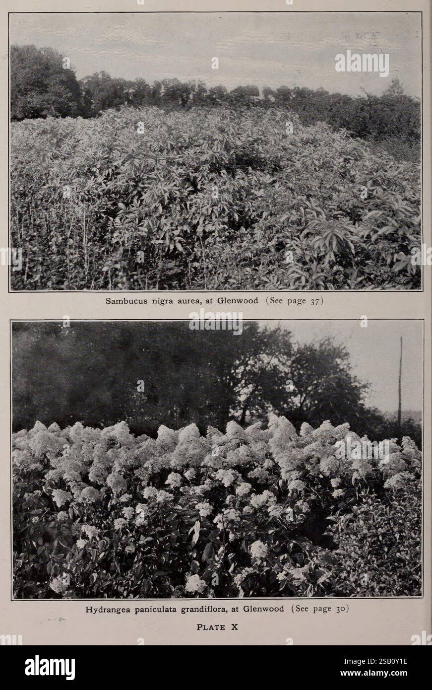 Moon's hardy trees & plants for every place & purpose, Morrisville, Pa ...