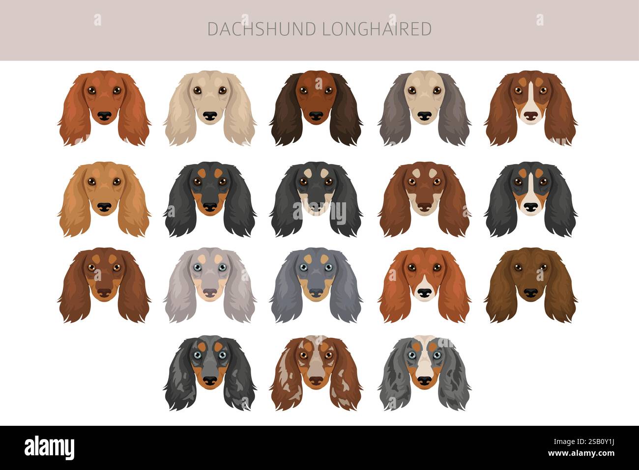 Dachshund long haired dog clipart. Different coat colors set. Vector ...