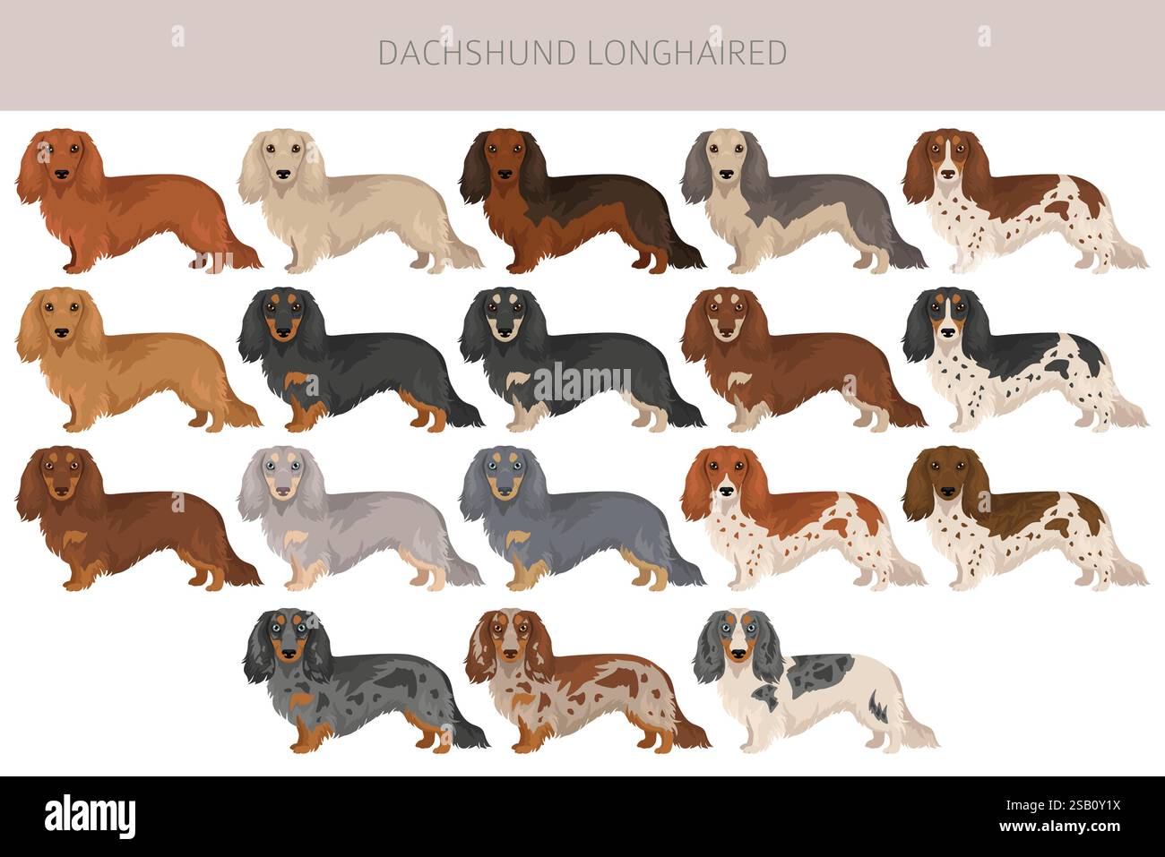 Dachshund long haired dog clipart. Different coat colors set. Vector ...