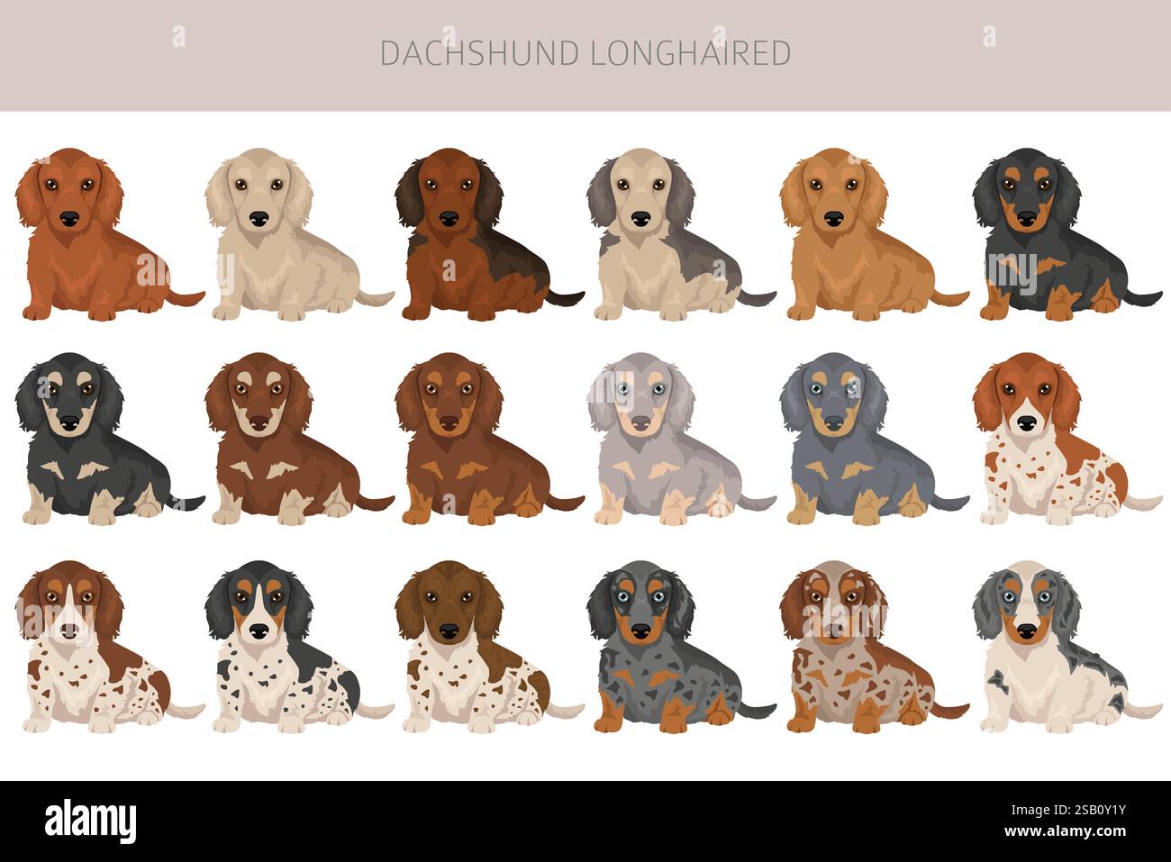 Dachshund long haired dog clipart. Different coat colors set. Vector ...