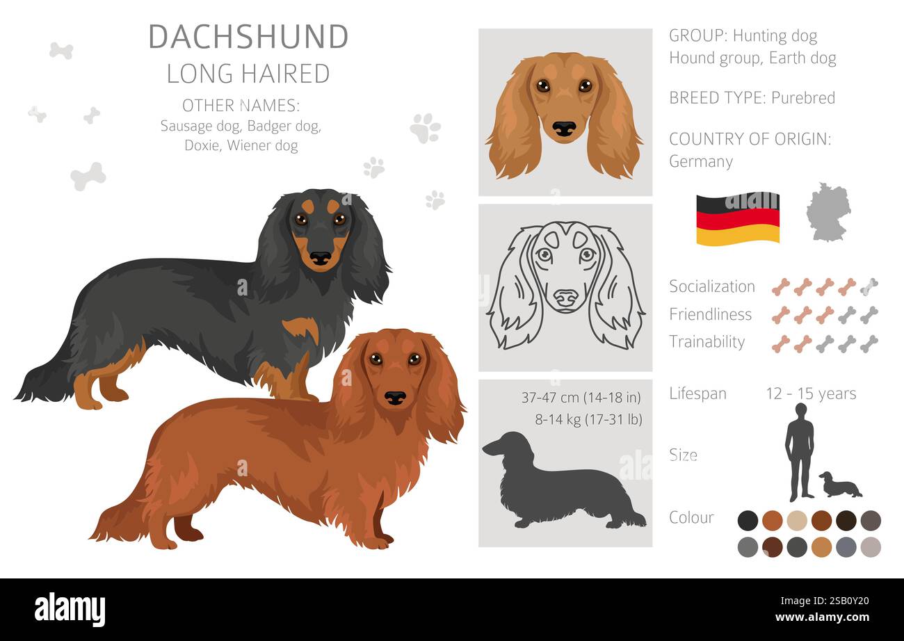 Dachshund long haired dog clipart. Different coat colors set. Vector ...