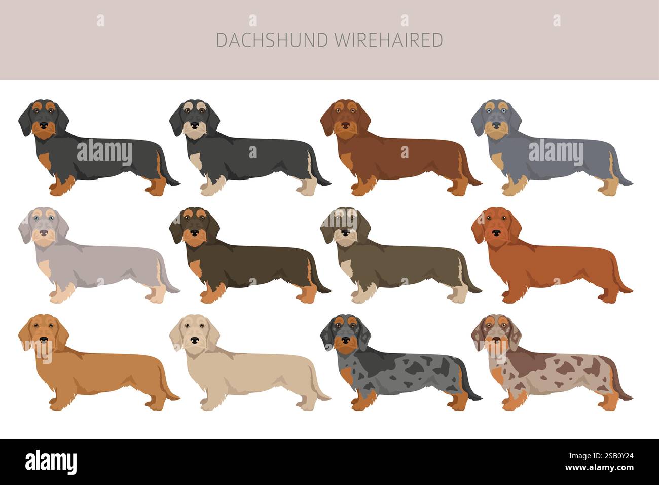 Dachshund wire haired dog clipart. Different coat colors set. Vector ...