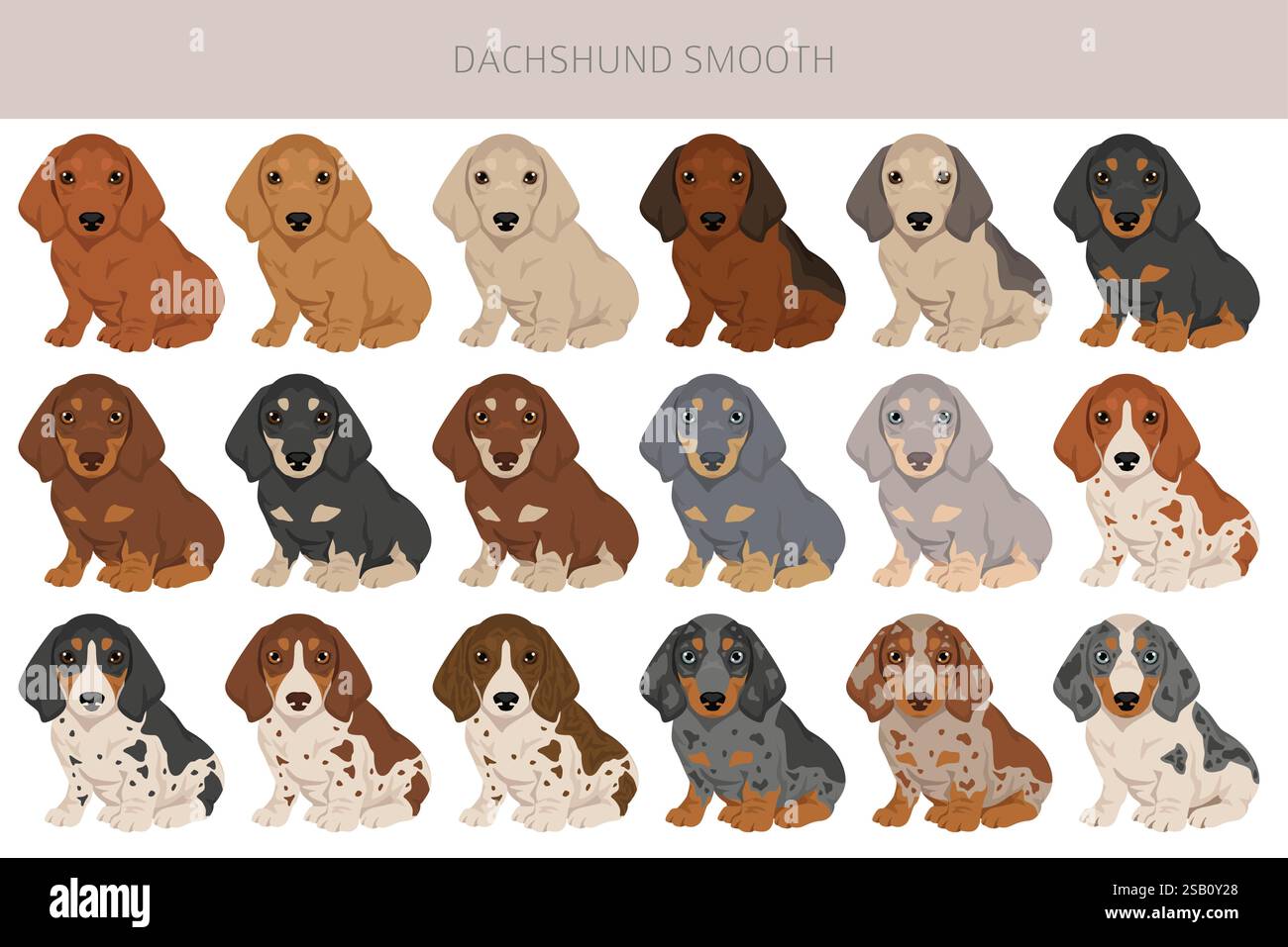 Dachshund short haired dog clipart. Different coat colors set. Vector ...