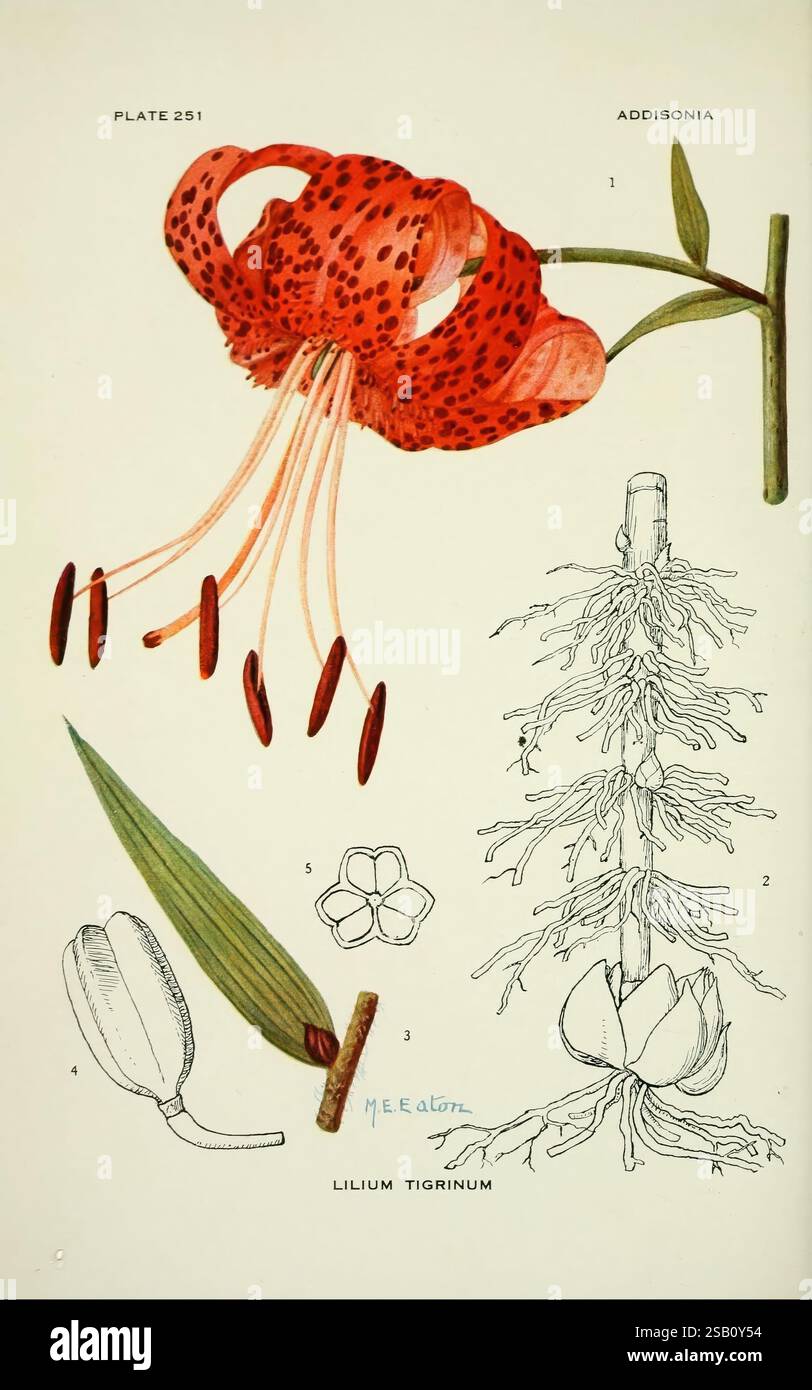 Addisonia, New York, New York Botanical Garden, 1916-1964, periodicals ...