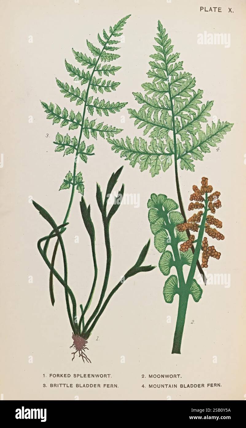 British ferns, London, Gibbings, 1903, filices, Great Britain, spores ...