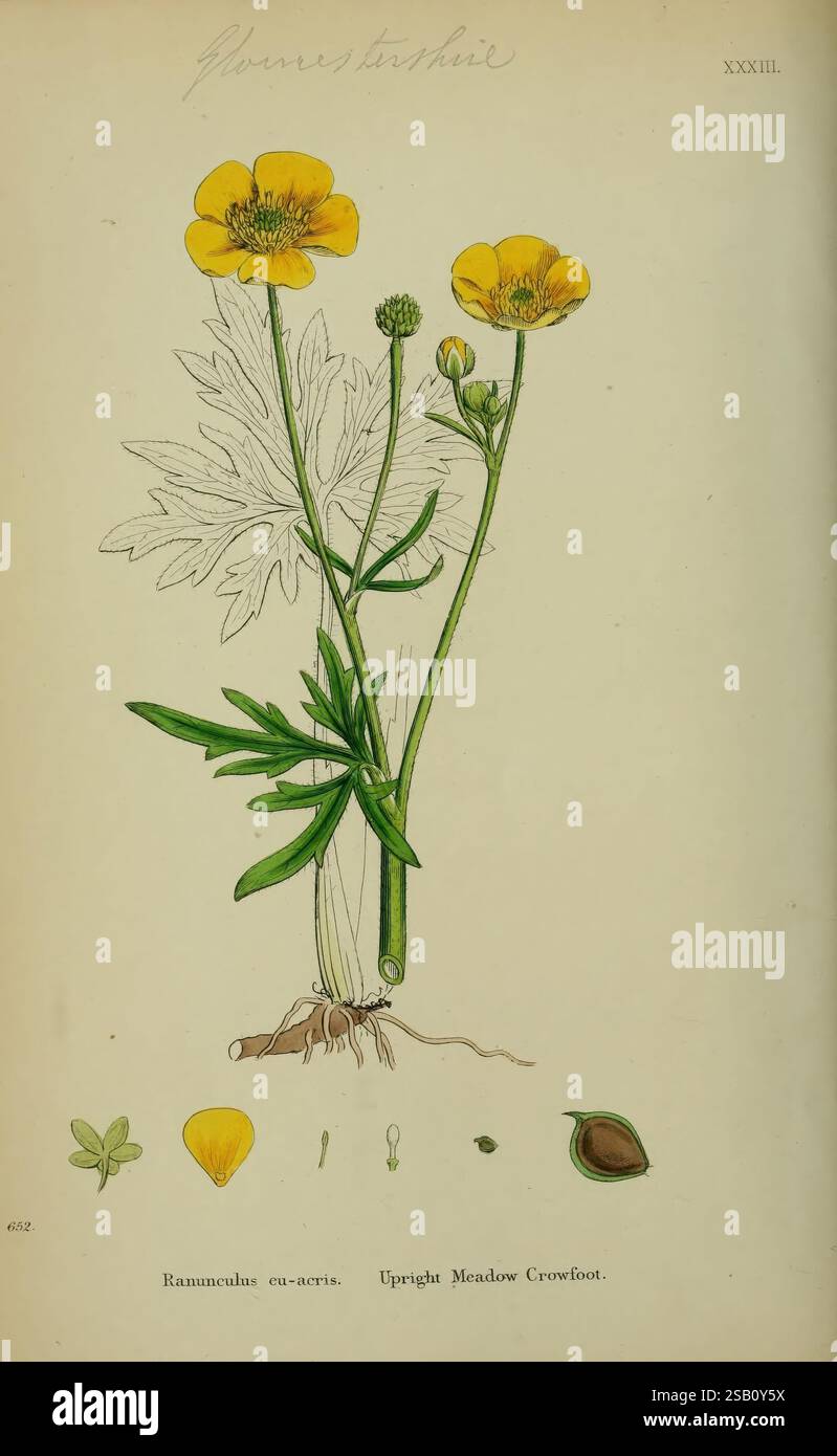 English, botany, or Coloured, figures, of, British, plants, London, R ...