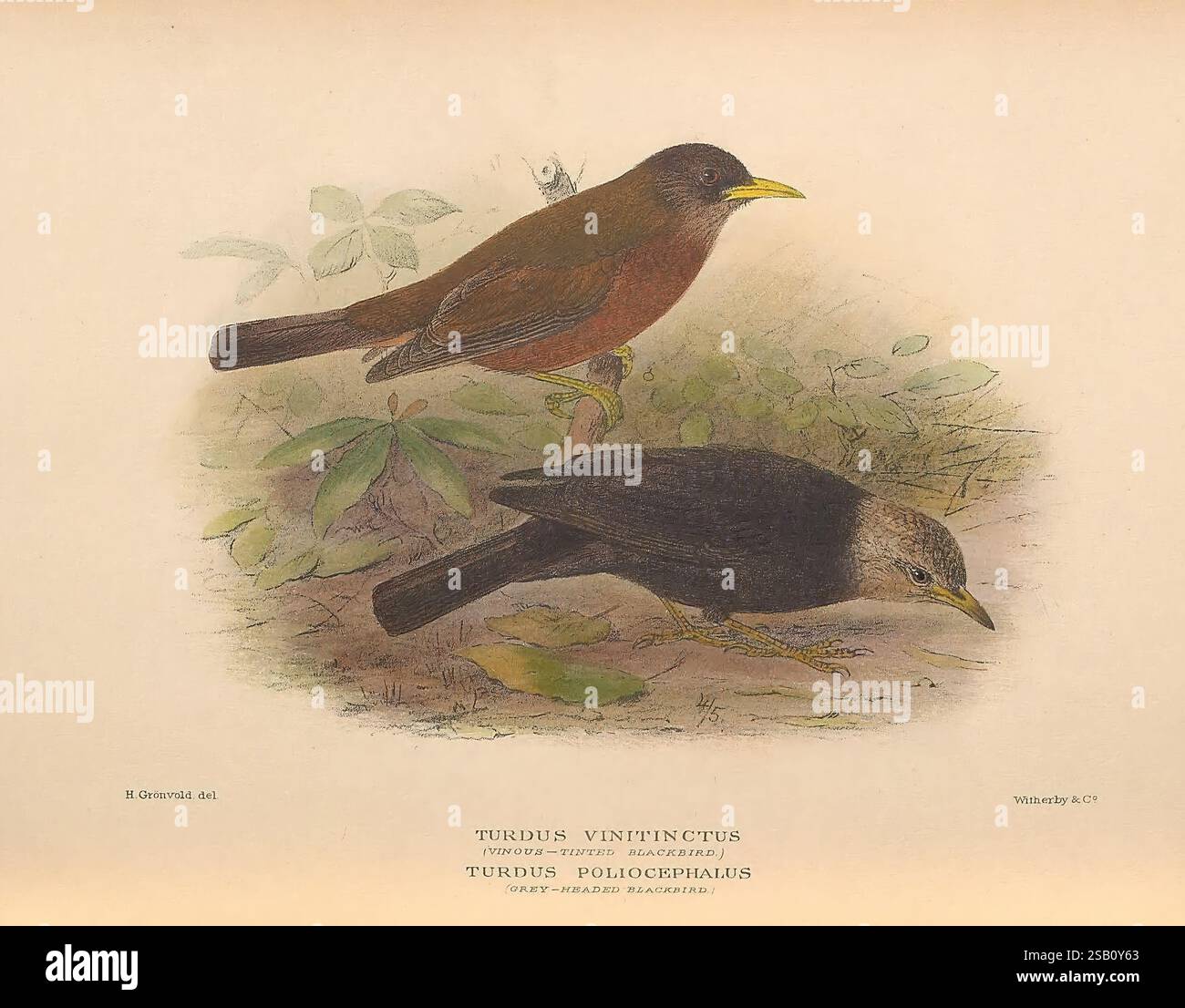 Trinomial turdus poliocephalus poliocephalus taxonomy hi-res stock photography and images - Alamy