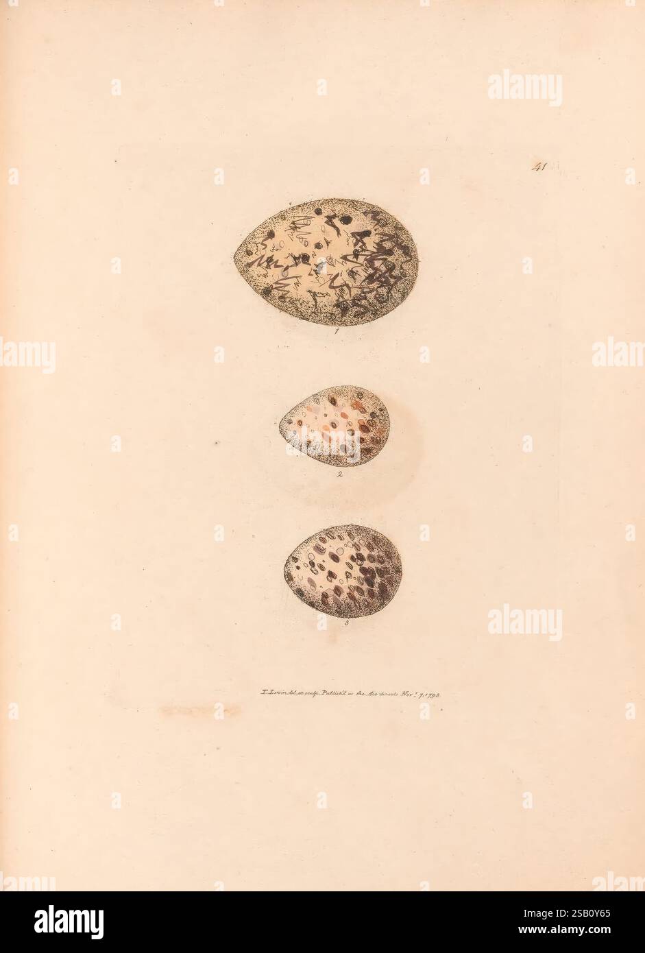 Three beautifully detailed shells hi-res stock photography and images ...
