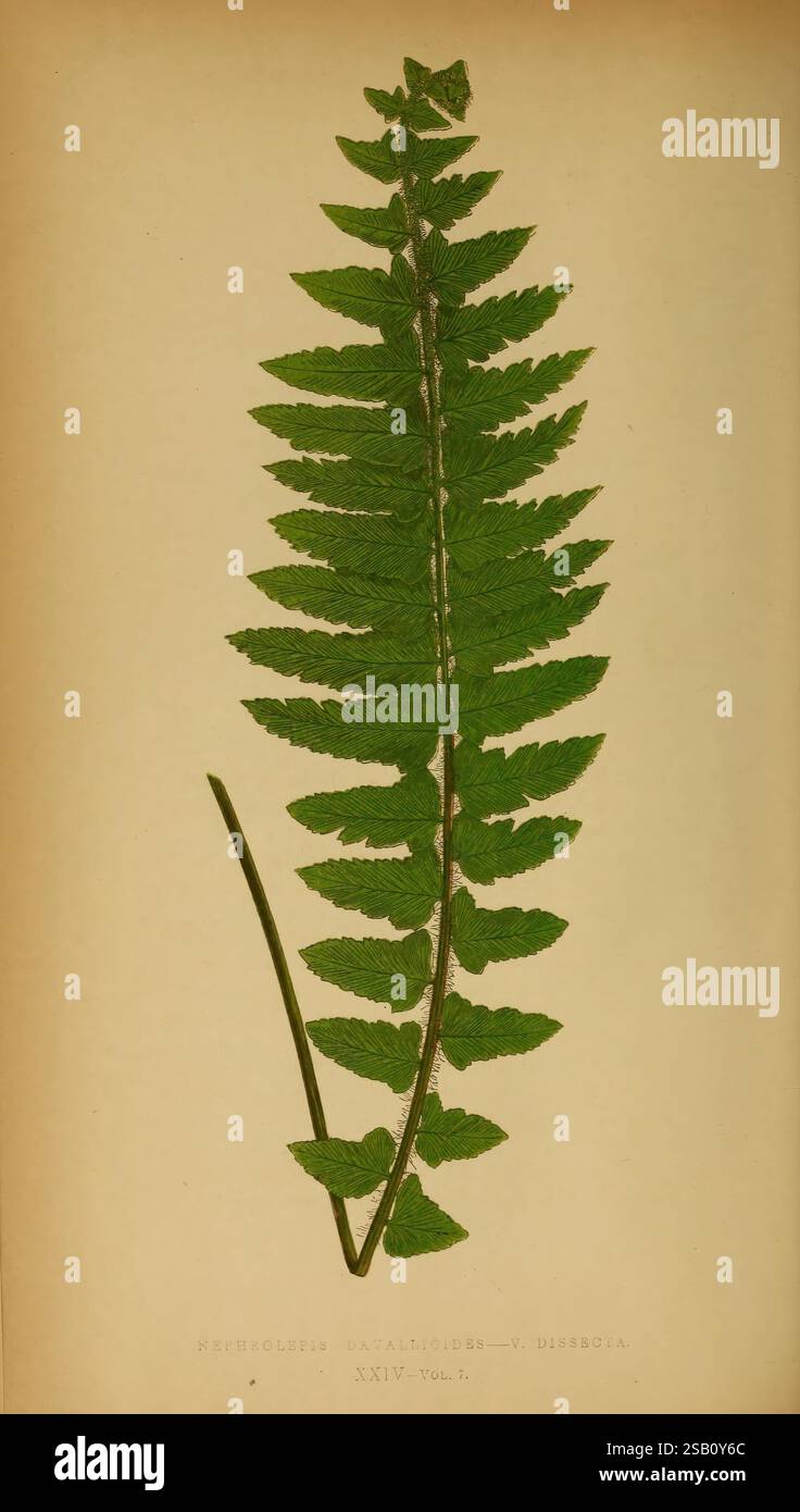 Slender stalk extends hi-res stock photography and images - Alamy