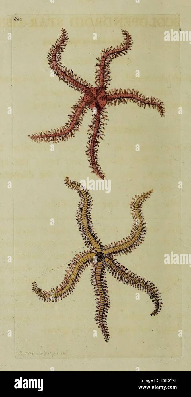 Intricate arm structures hi-res stock photography and images - Alamy