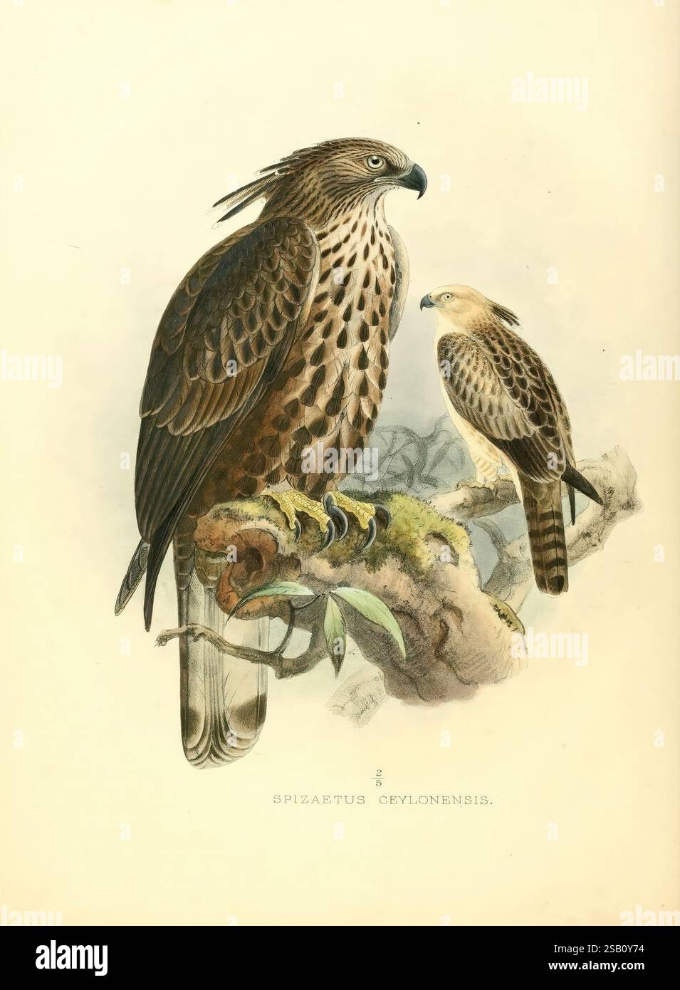 Spizaetus ceylonensis hi-res stock photography and images - Alamy