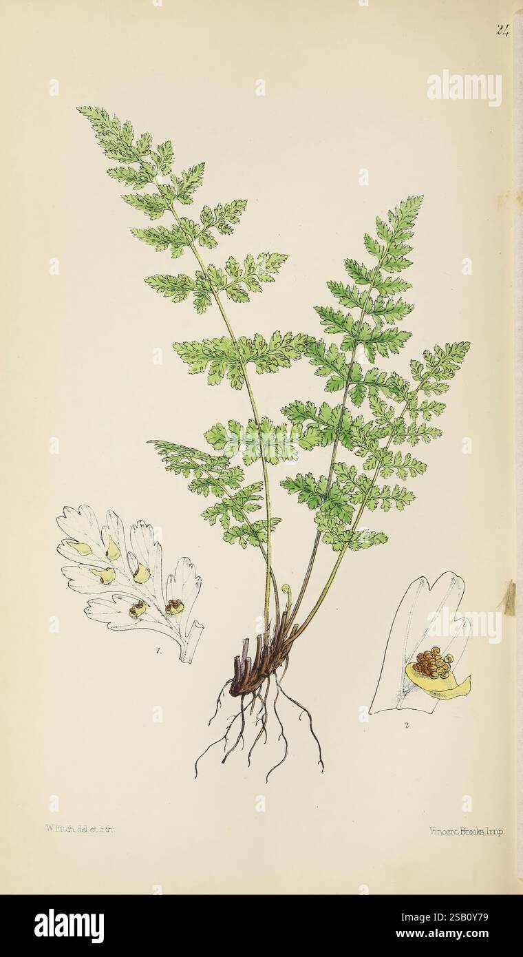 Fronds exhibit intricate venation patterns hi-res stock photography and ...