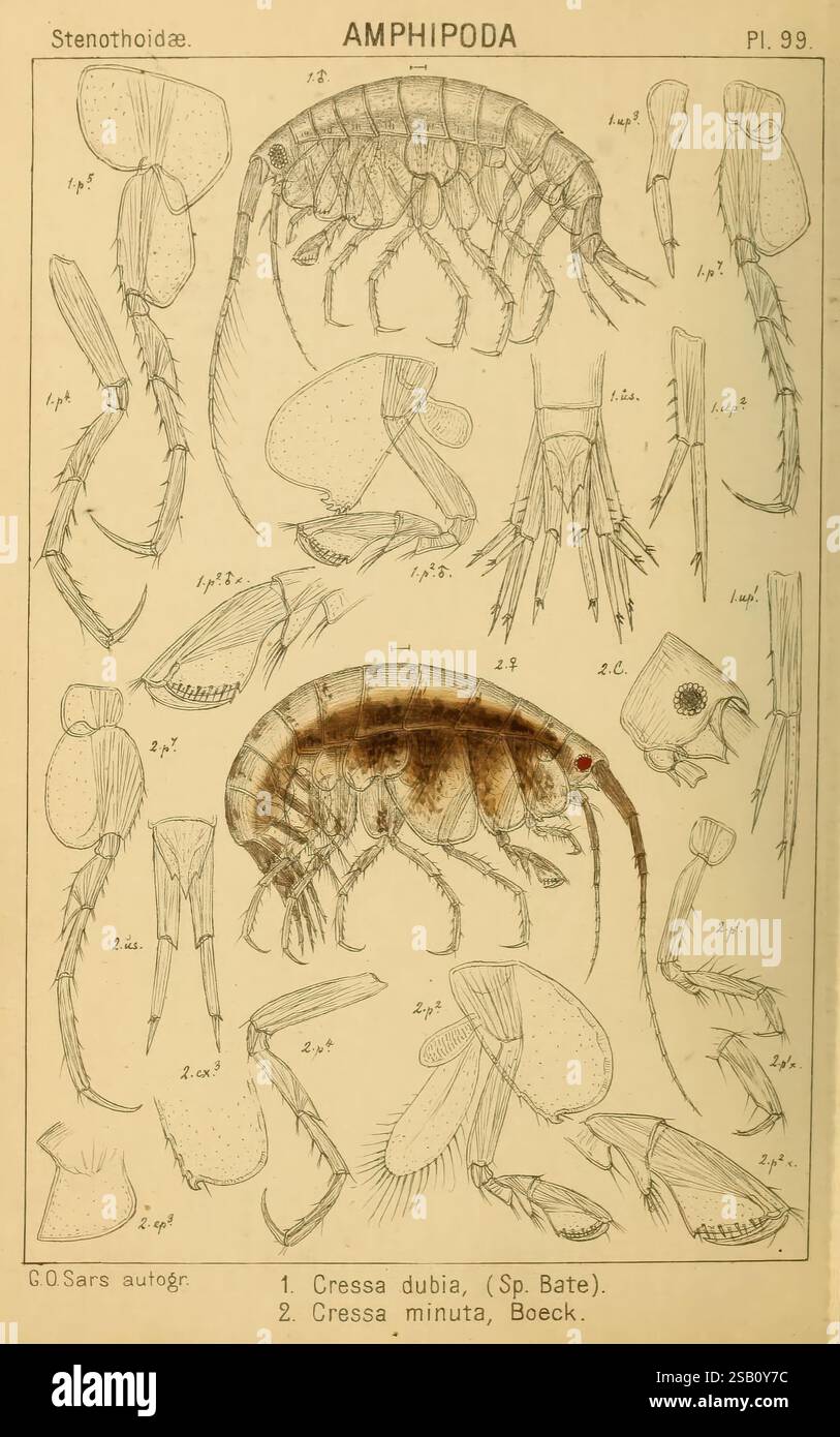 Cressa dubia hi-res stock photography and images - Alamy