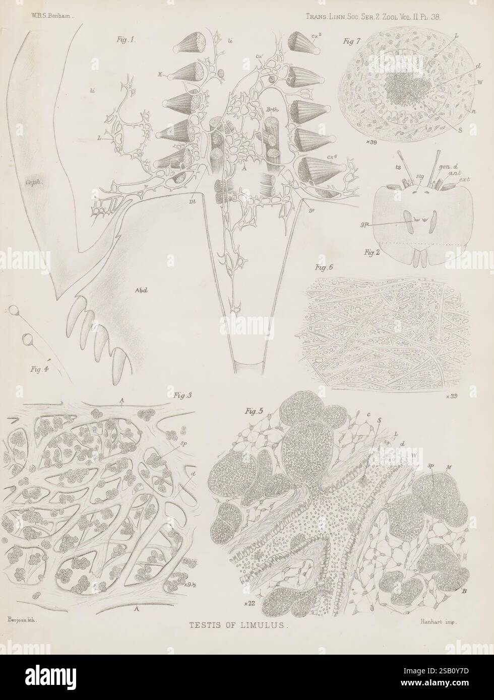 Labeled diagrams of different structures associated hi-res stock ...