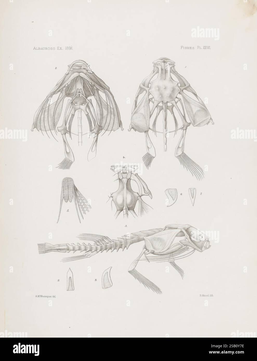 Memoirs of the Museum of Comparative Zoology, at Harvard College ...