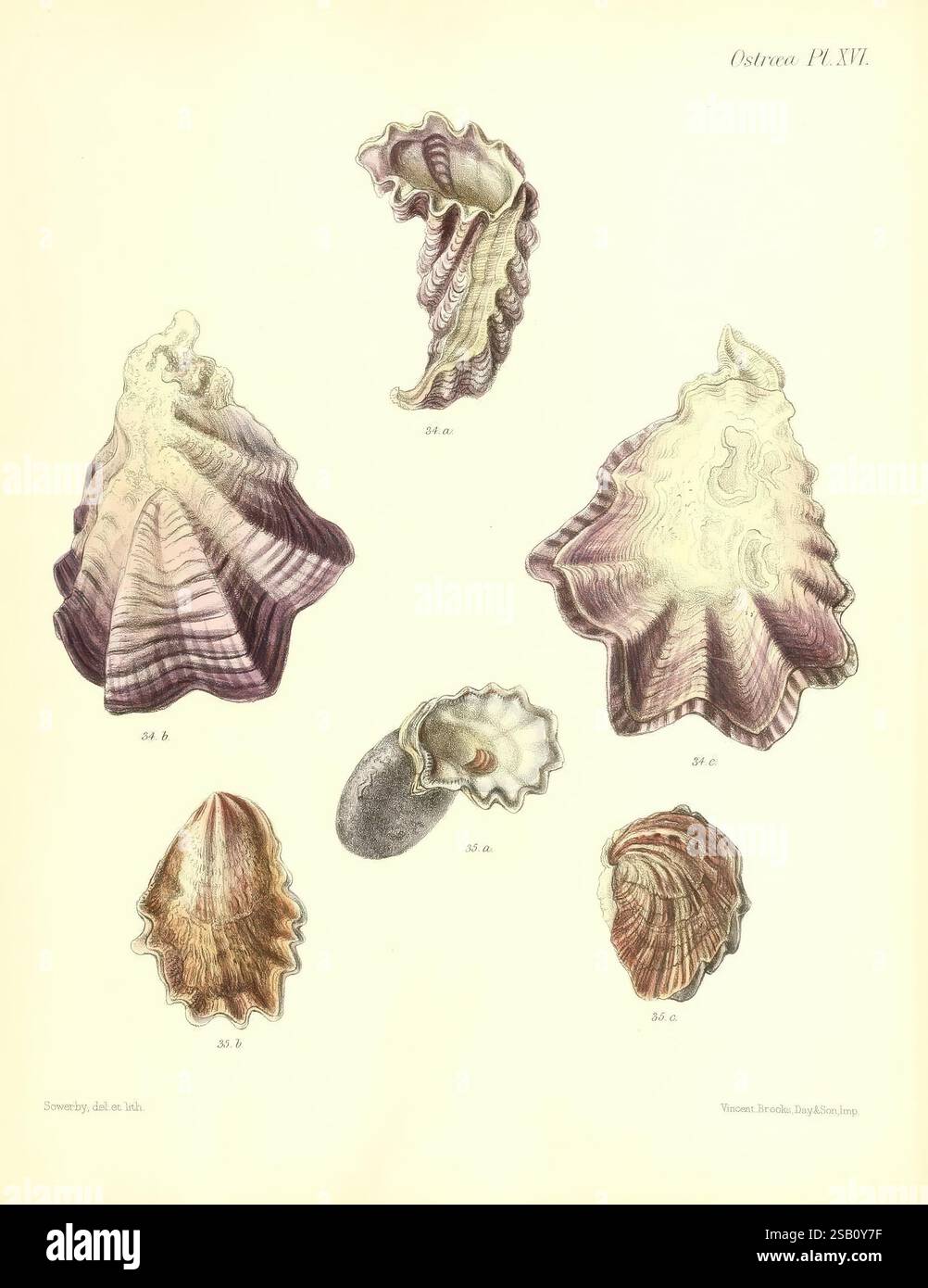 Conchologia iconica, or Illustrations of the shells of molluscous ...
