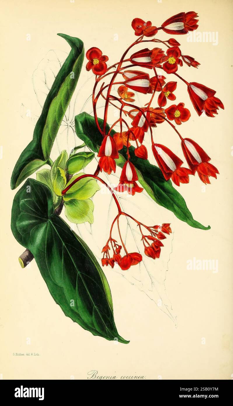 Paxton's magazine of botany London Orr and Smith botany periodicals ...