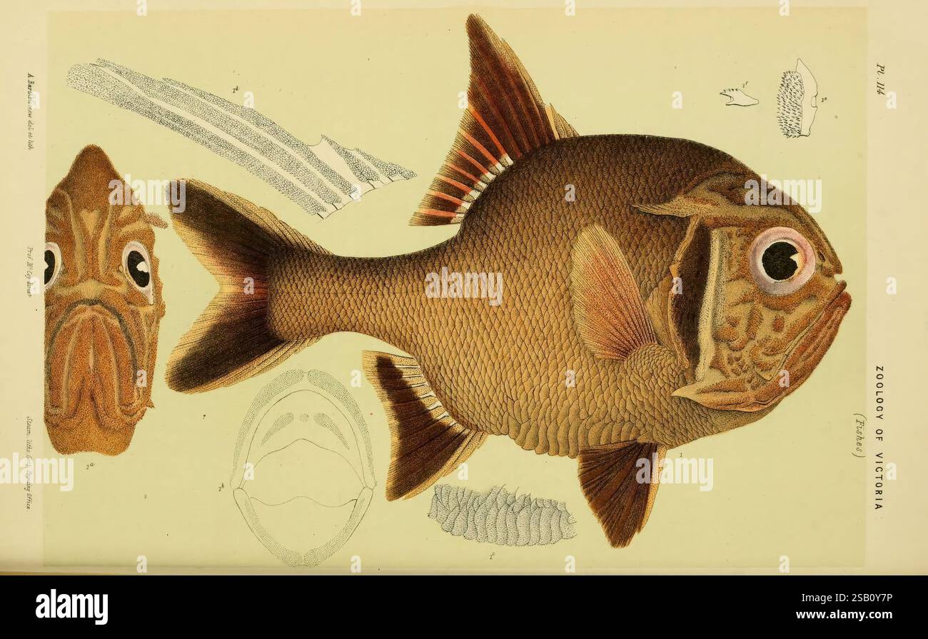 Australian roughfish hi-res stock photography and images - Alamy