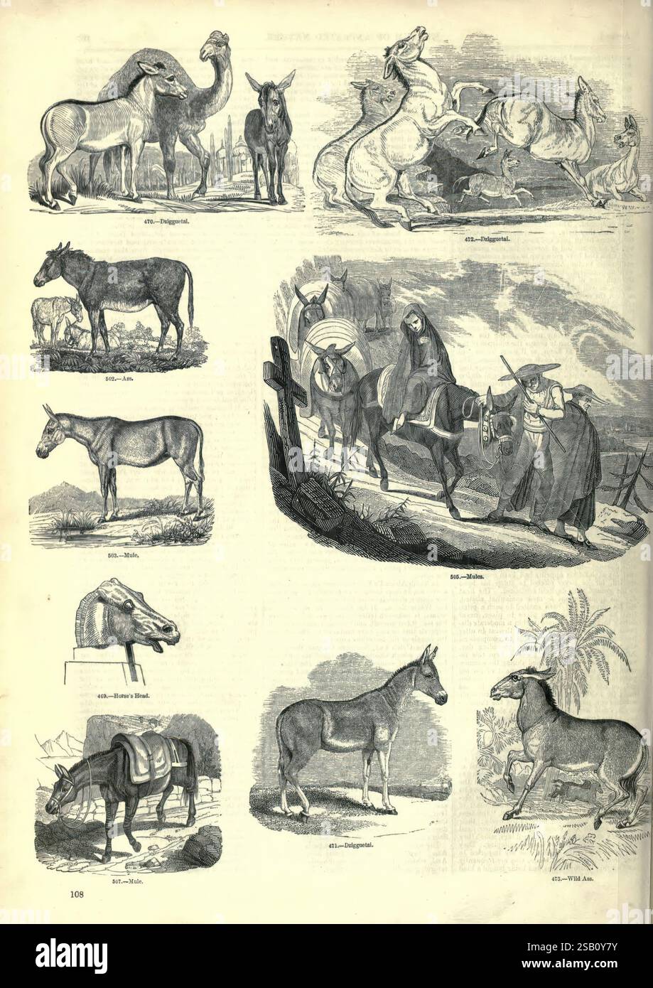 Multiple horse breeds hi-res stock photography and images - Alamy