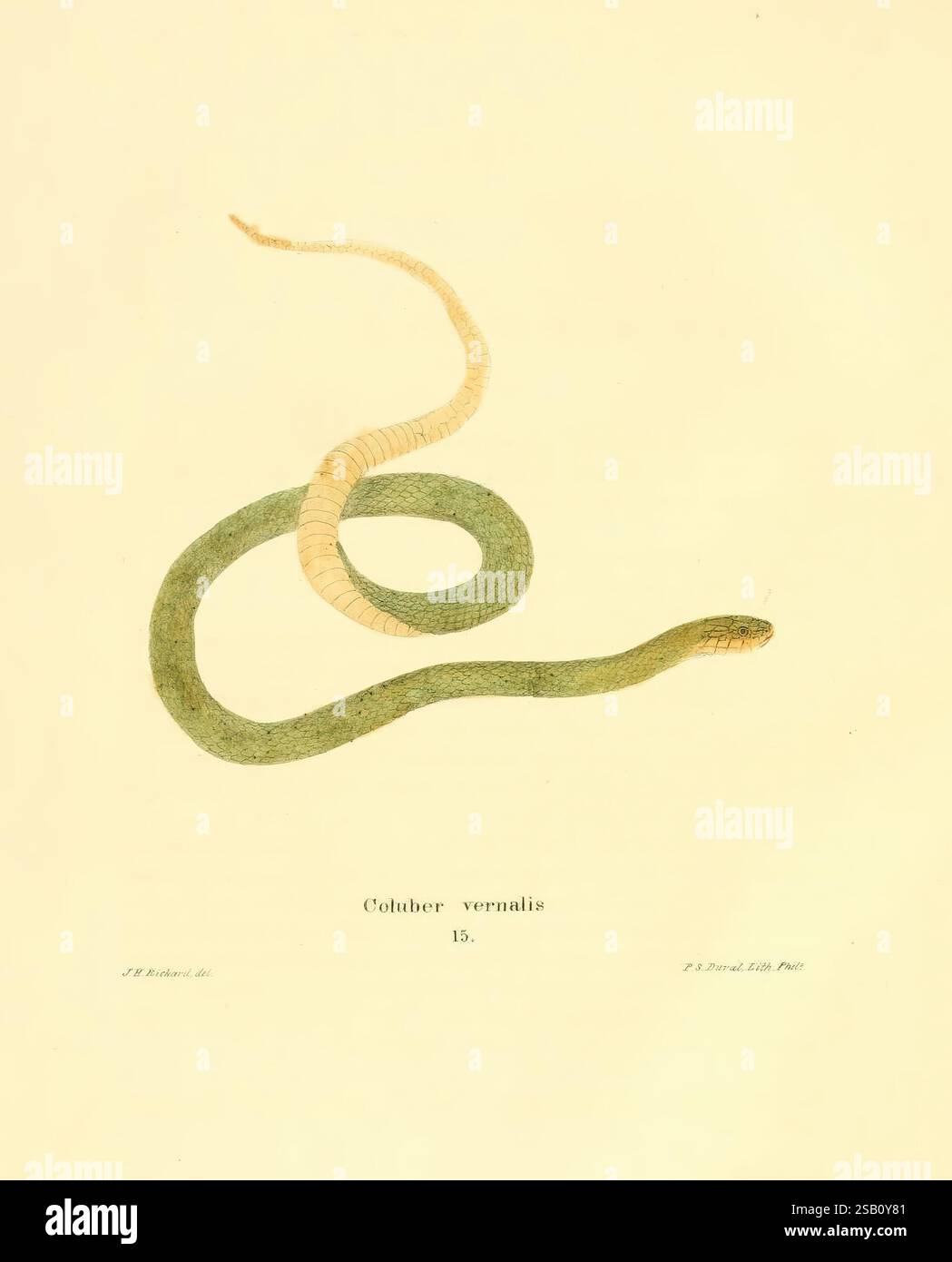 Bottom snake displays hi-res stock photography and images - Alamy