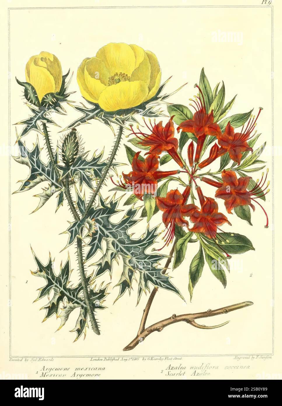 Argemone mexicana rhododendron periclymenoides hi-res stock photography ...