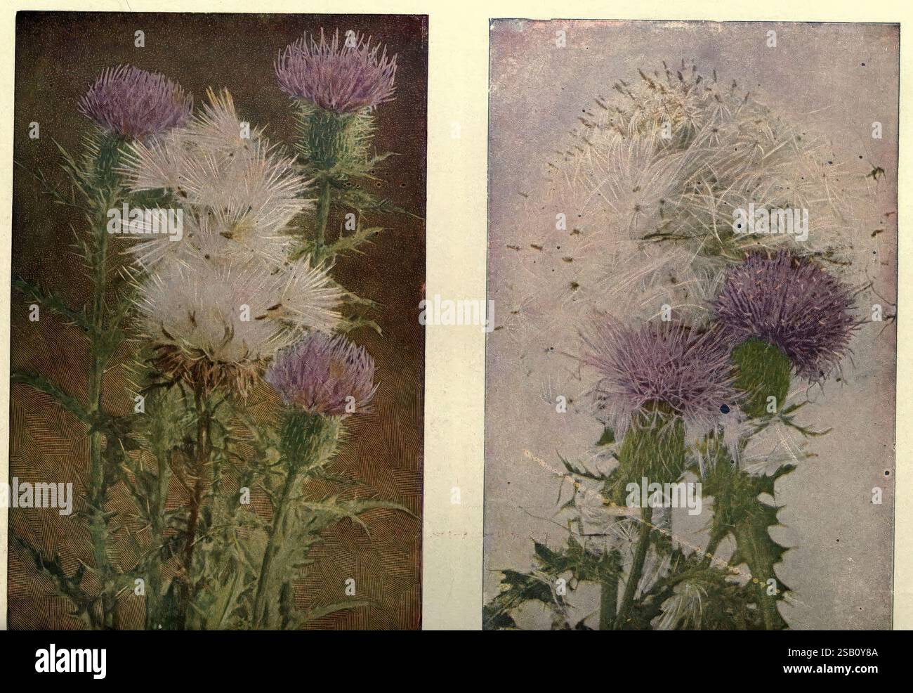 Thistle plant exhibits hi-res stock photography and images - Alamy