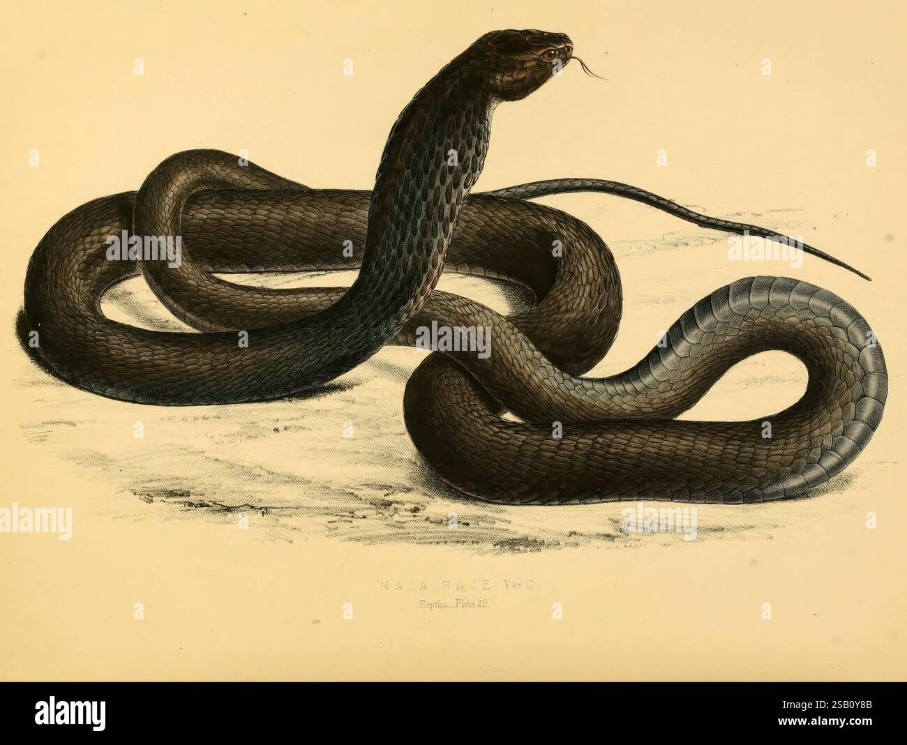 Illustrations of the Zoology of South Africa, v.3. London, Smith, Elder ...