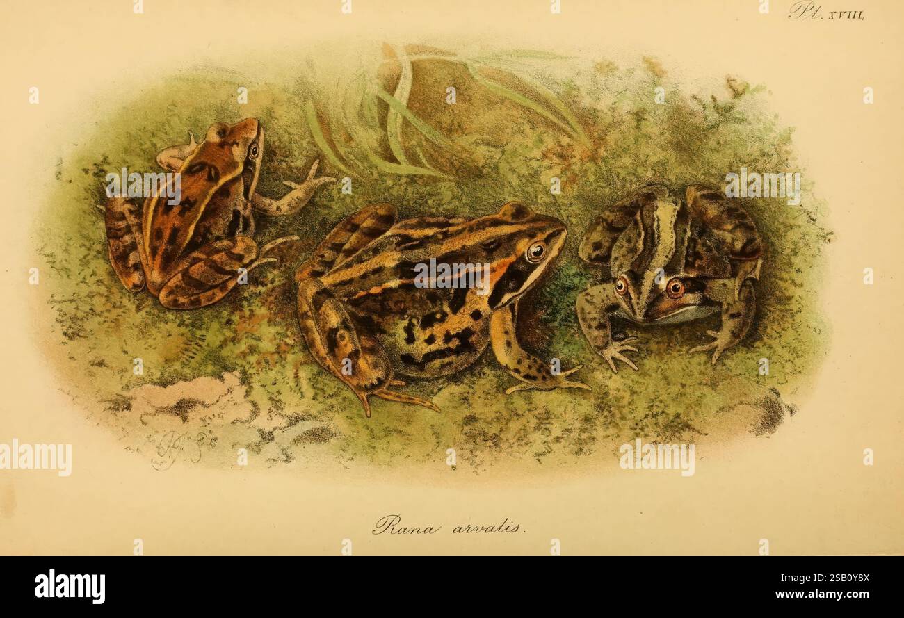 Three distinct frogs hi-res stock photography and images - Alamy