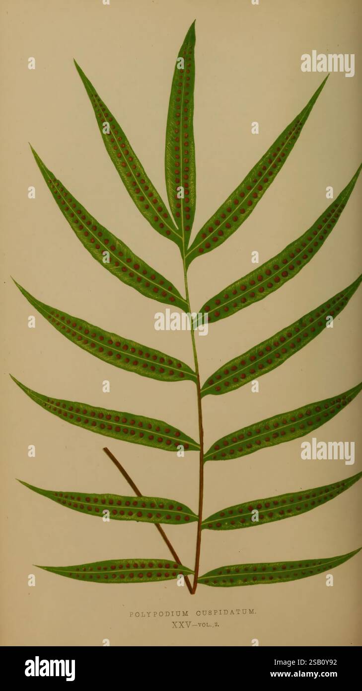 The illustration features a detailed depiction of a fern with elongated ...