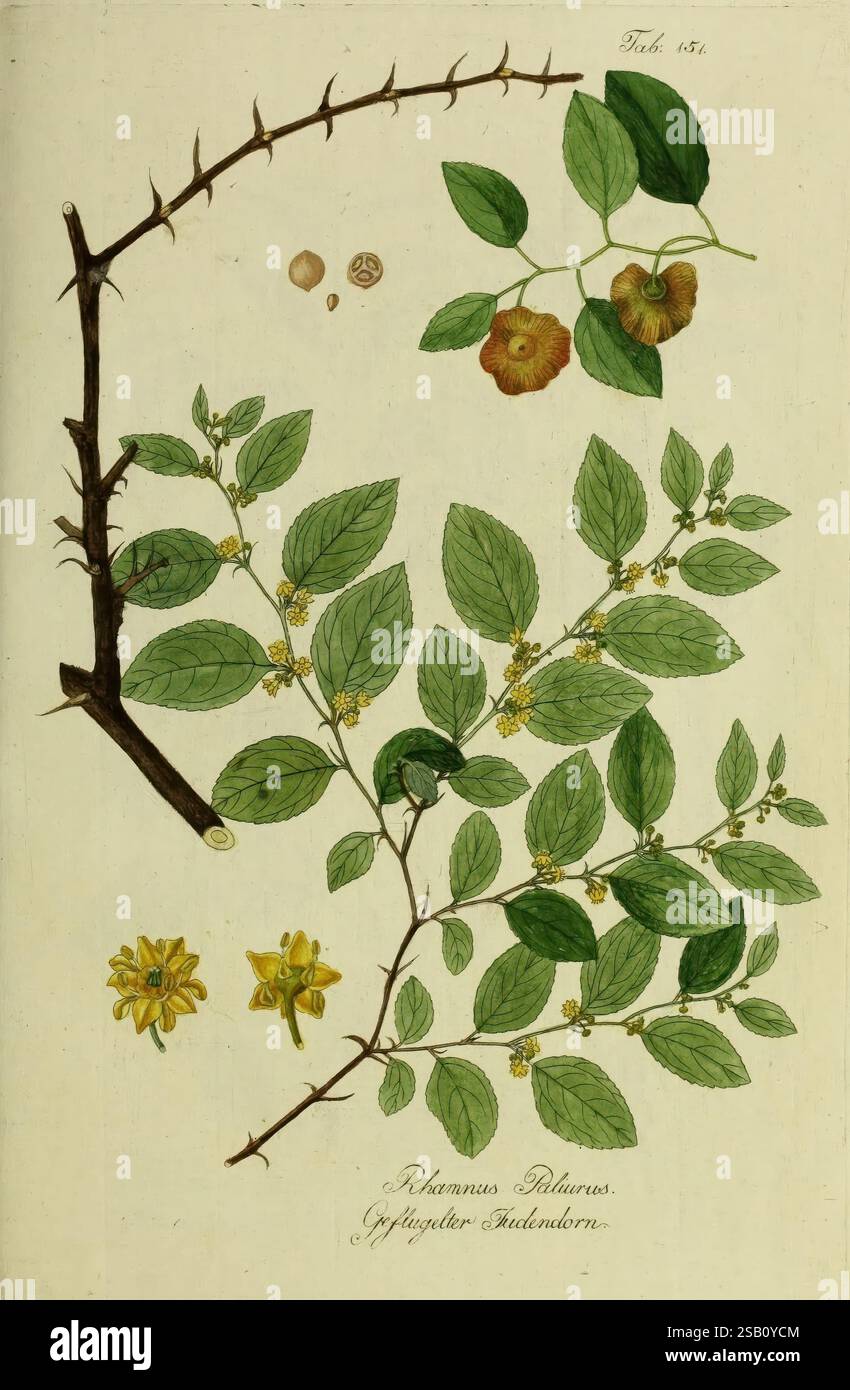 Rhamnus pallidus hi-res stock photography and images - Alamy