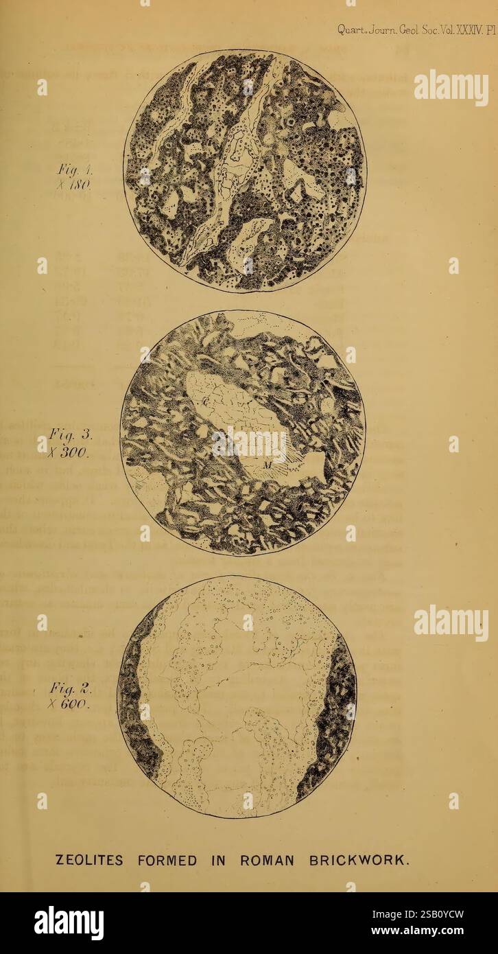 600x magnification hi-res stock photography and images - Alamy