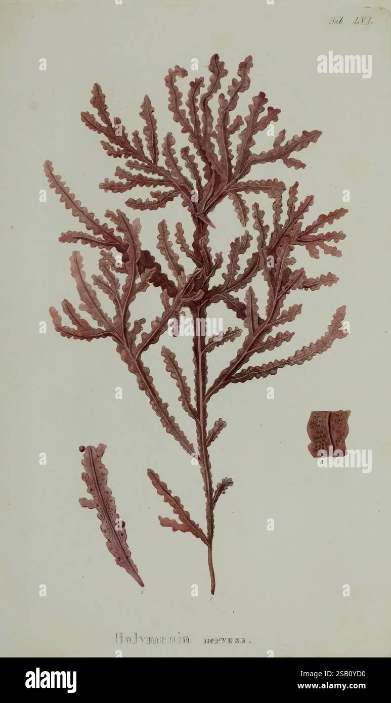 Seaweed species halymenia nervosa hi-res stock photography and images ...