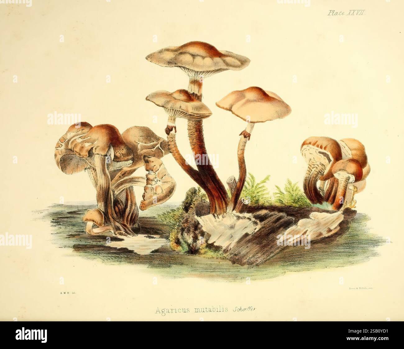 Illustrations of British Mycology London Reeve, Benham and Reeve 1847 ...