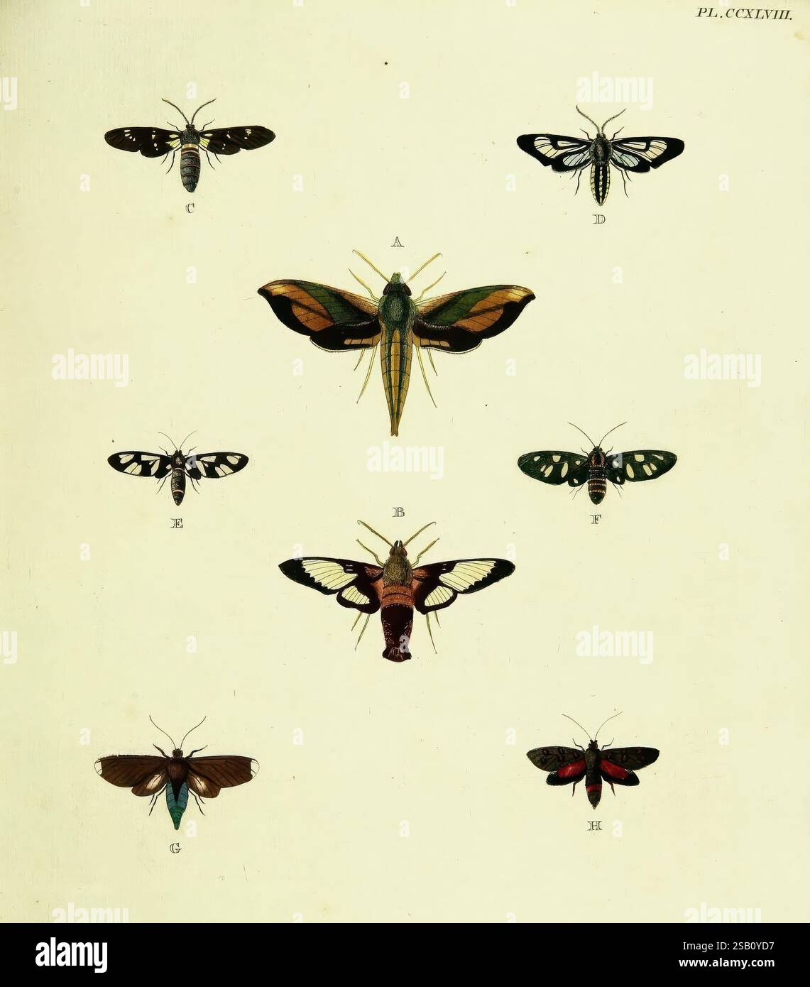 Classic moth shapes hi-res stock photography and images - Alamy